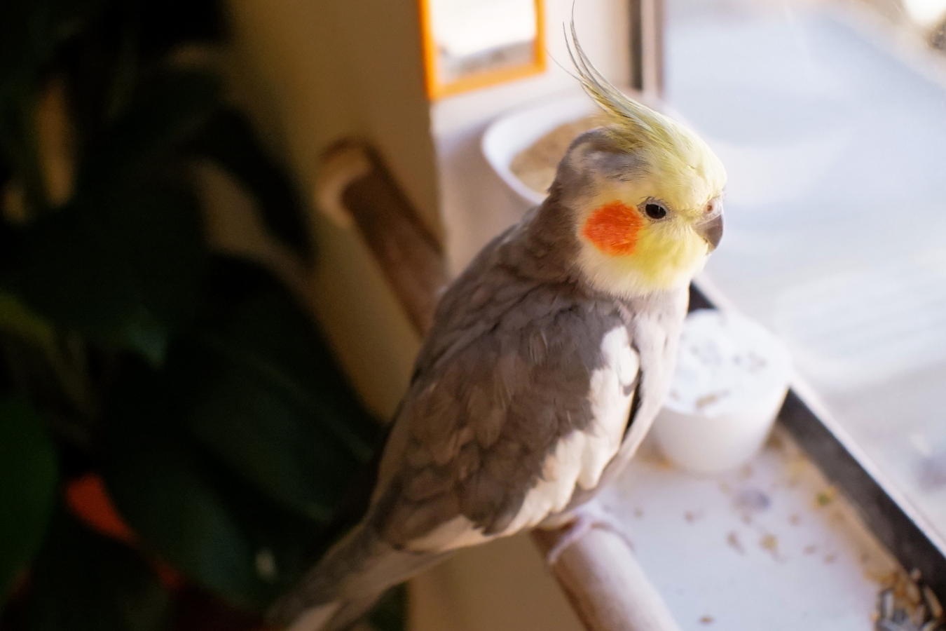 O QUE É CERTO E ERRADO NO CUIDADO COM CALOPSITAS - Panorama de Negócios