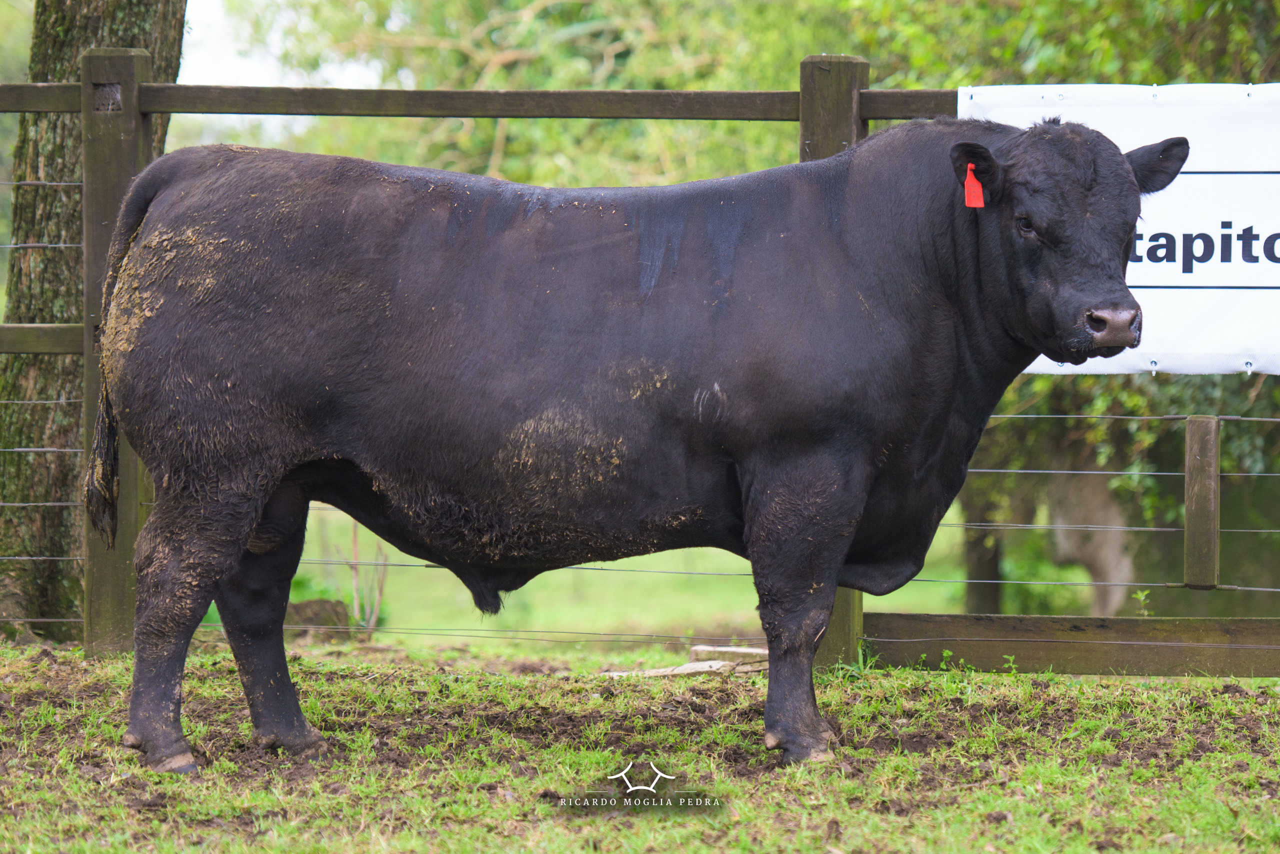 PISTA DE PESO E ANIMAIS COM EXCELENTES RESULTADOS GENÉTICOS MARCOU O ...